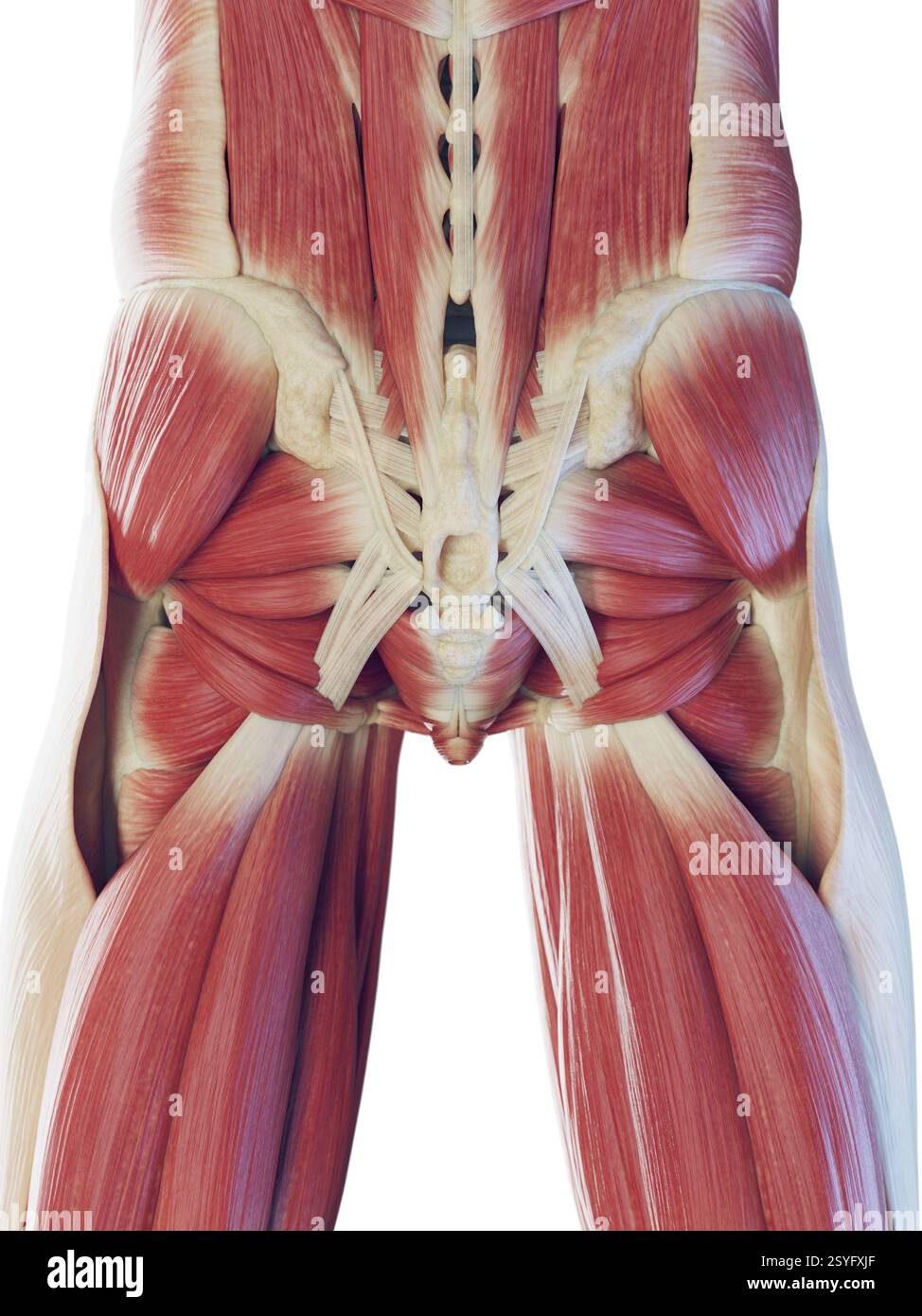 Deep muscles of the lower body, illustration Stock Photo - Alamy
