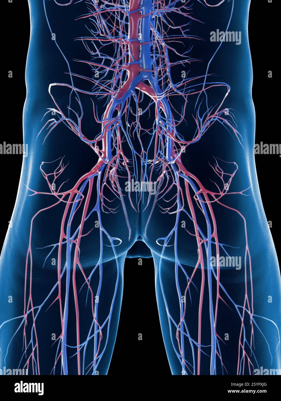 Male vascular system, illustration Stock Photo - Alamy
