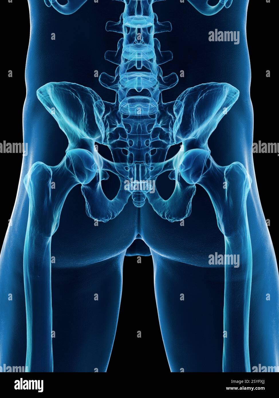 Pelvic cavity hi-res stock photography and images - Alamy