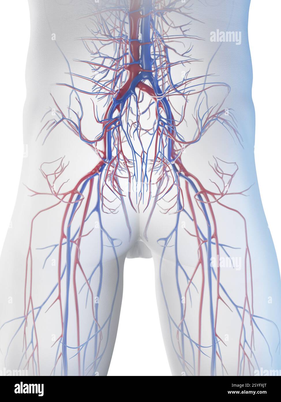Male vascular system, illustration Stock Photo - Alamy