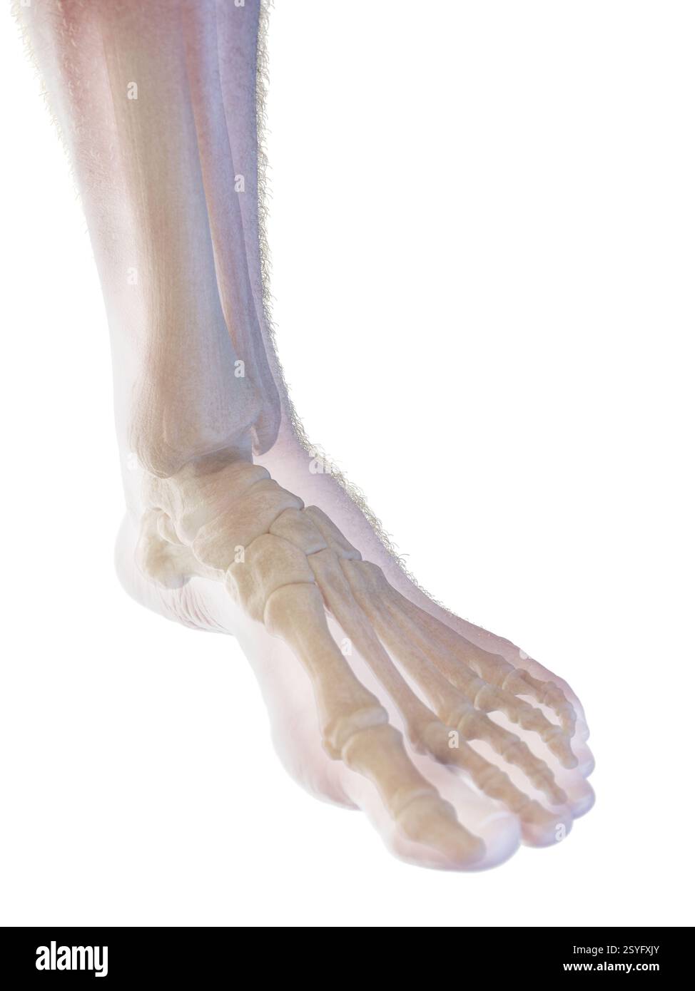 Bones of the foot, illustration Stock Photo - Alamy