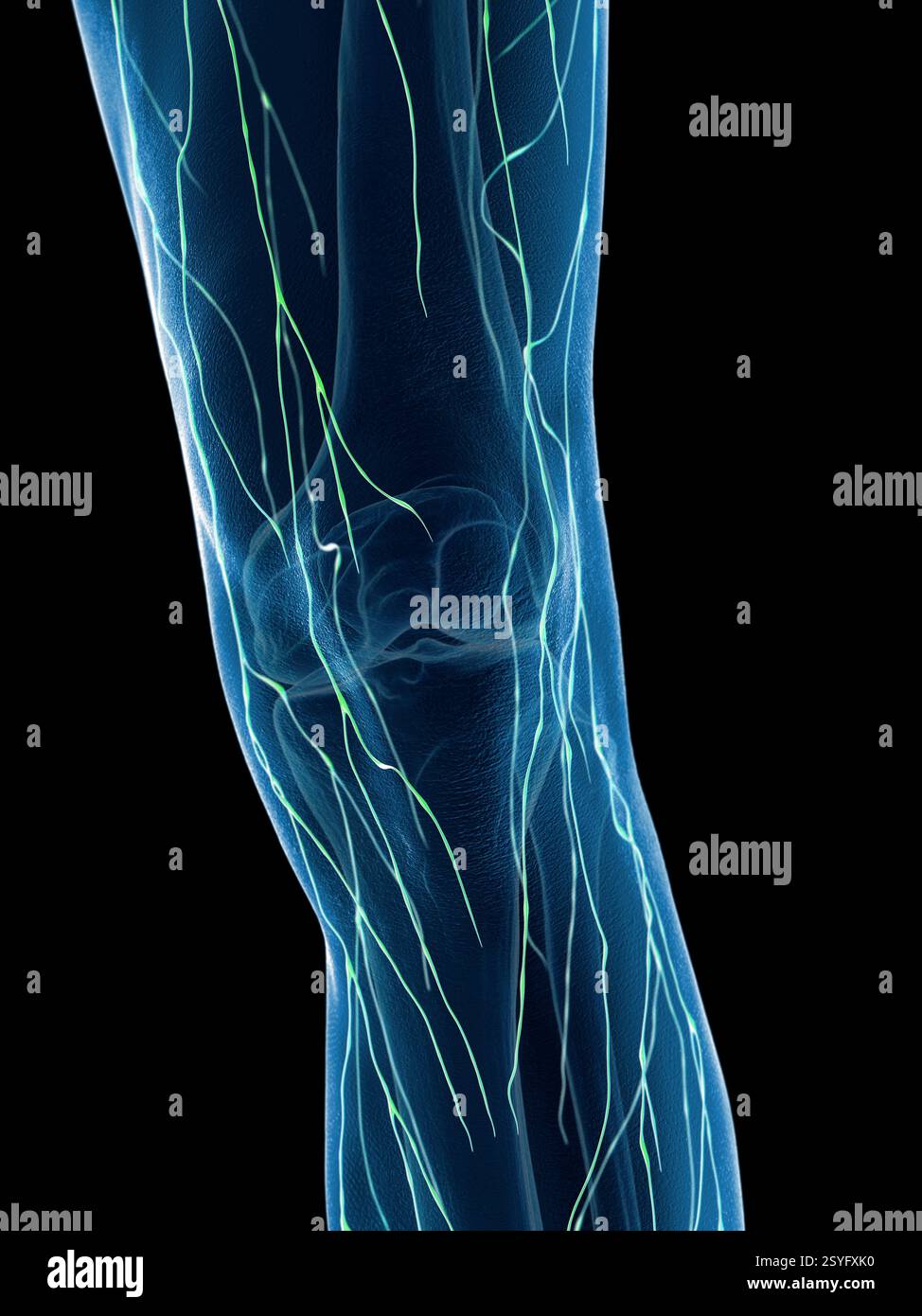 Male knee lymphatics, illustration Stock Photo - Alamy