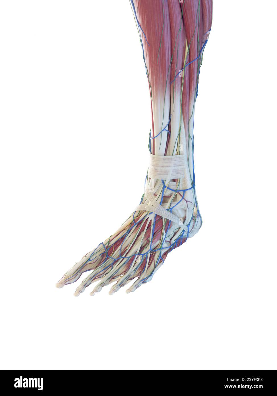 Structure of the foot, illustration Stock Photo - Alamy