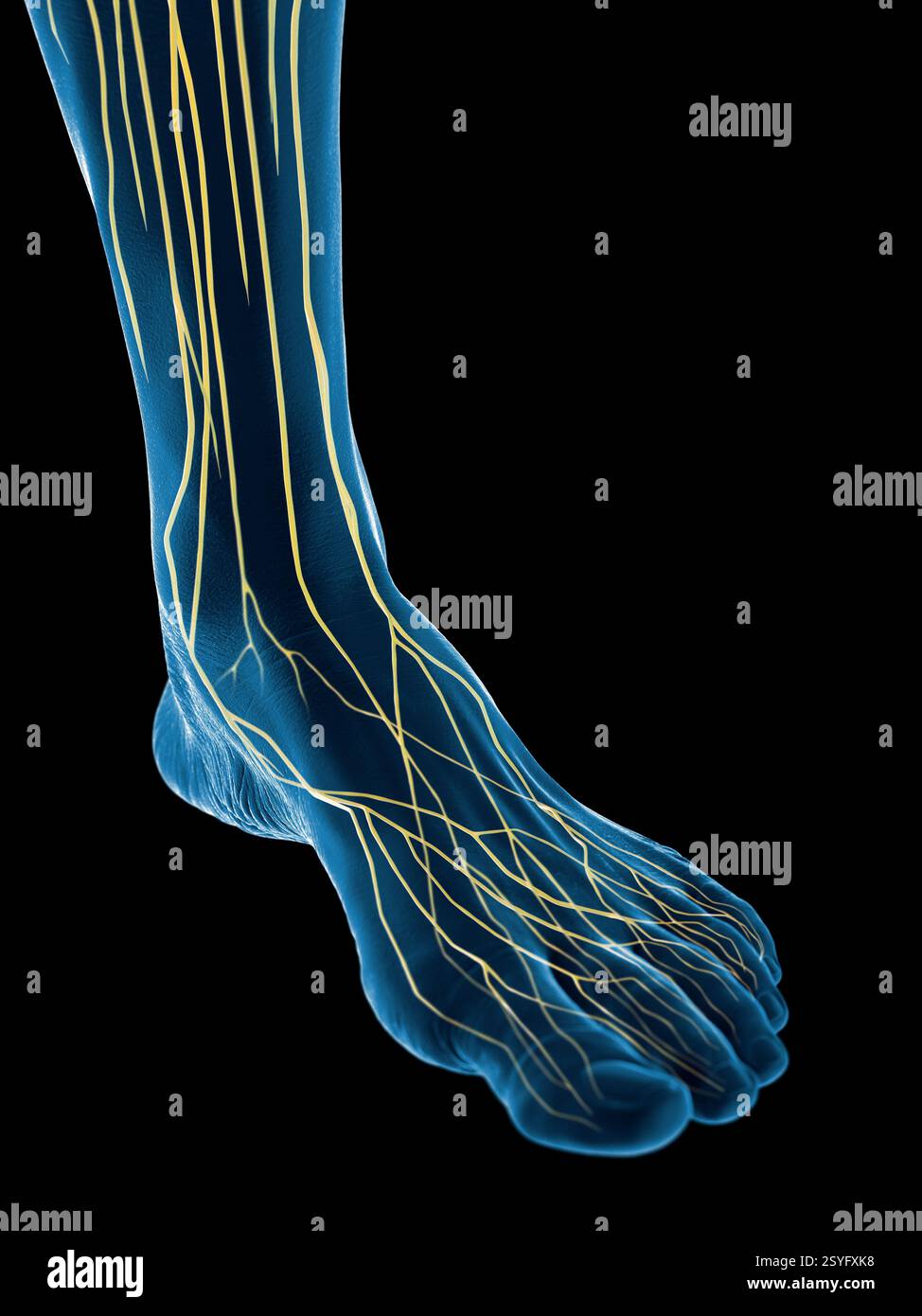 Nerves of the foot, illustration Stock Photo - Alamy