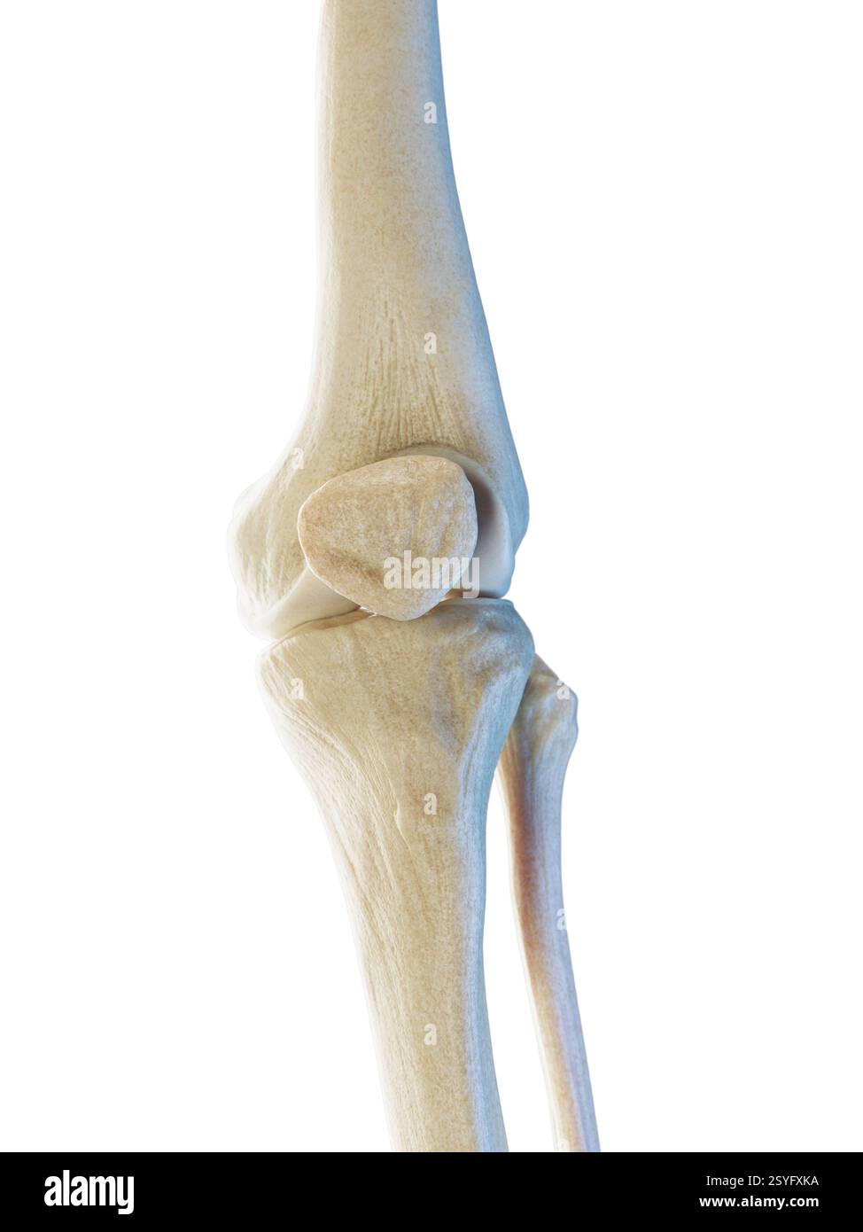 Male knee bones, illustration Stock Photo - Alamy