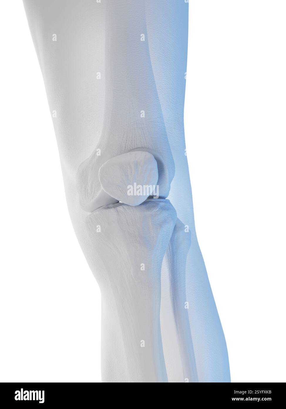 Male knee bones, illustration Stock Photo - Alamy