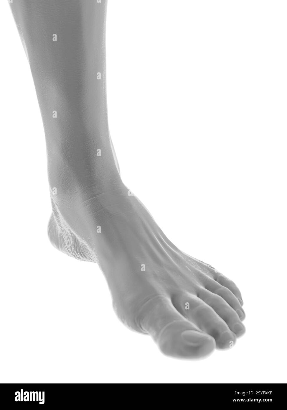 Male foot, illustration Stock Photo - Alamy