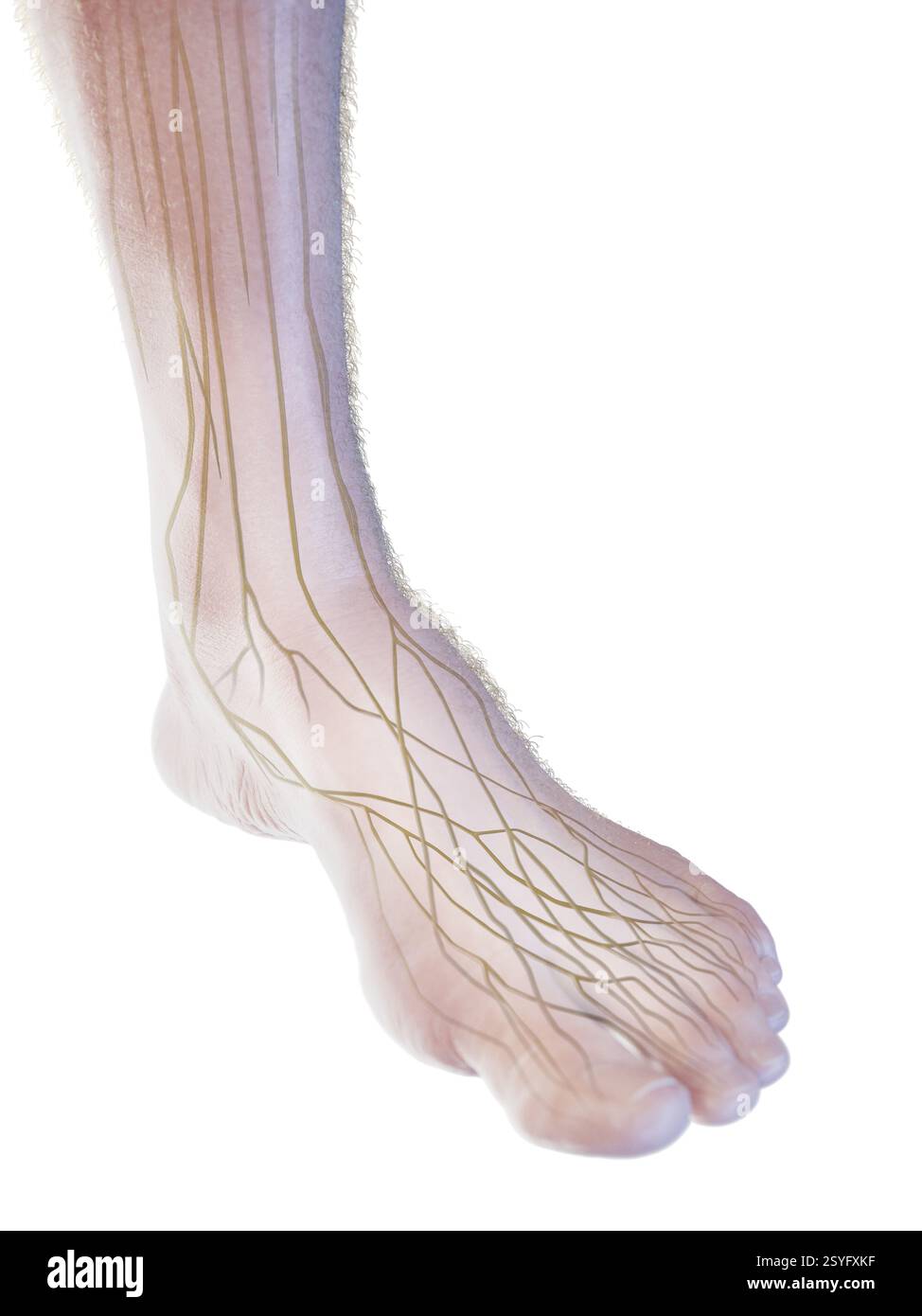 Nerves foot hi-res stock photography and images - Alamy