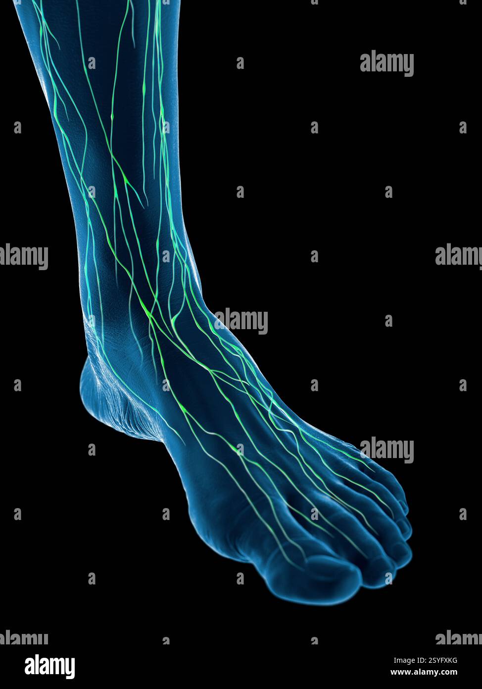 Lymphatics of the foot hi-res stock photography and images - Alamy
