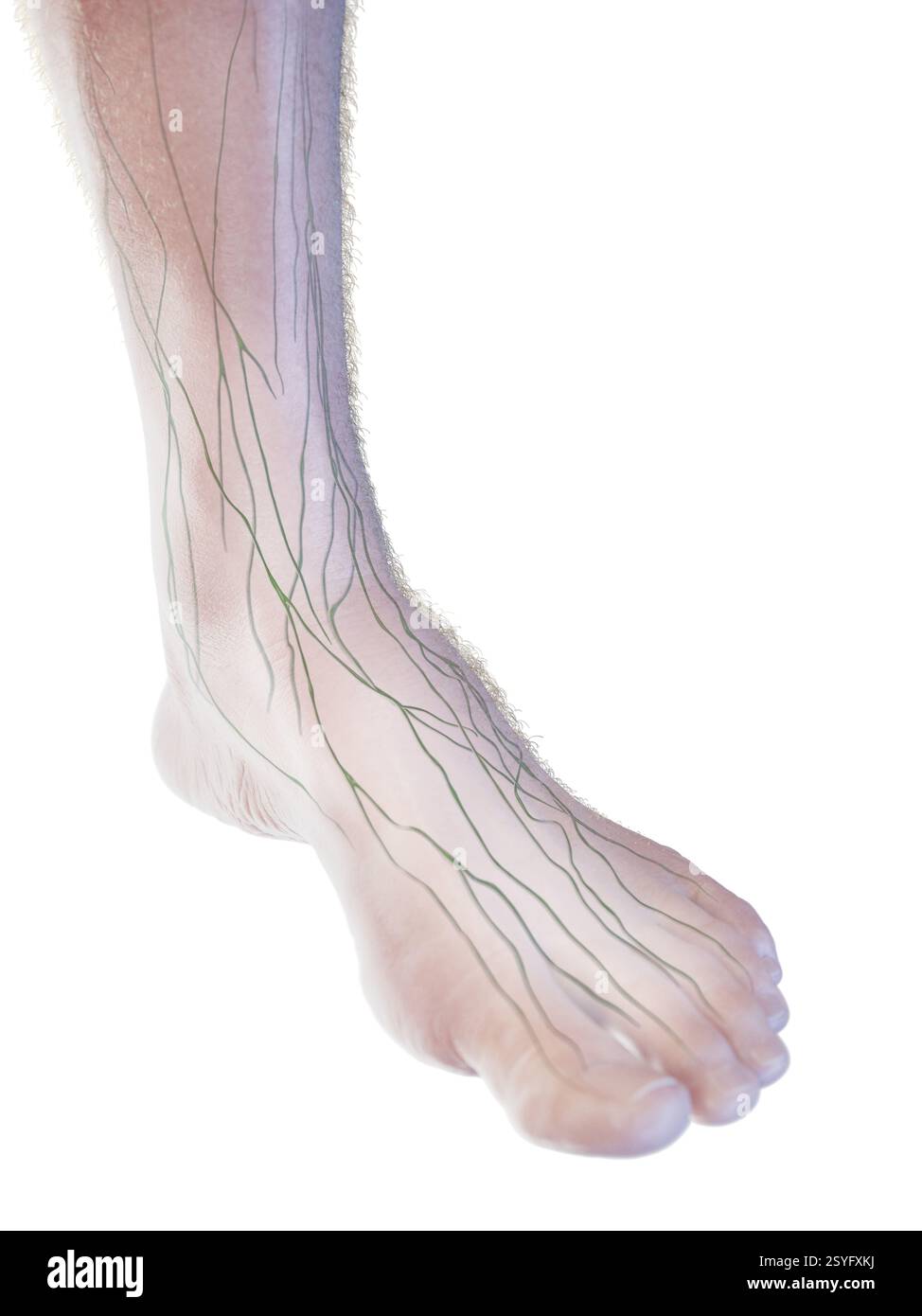 Lymphatics of the foot, illustration Stock Photo - Alamy