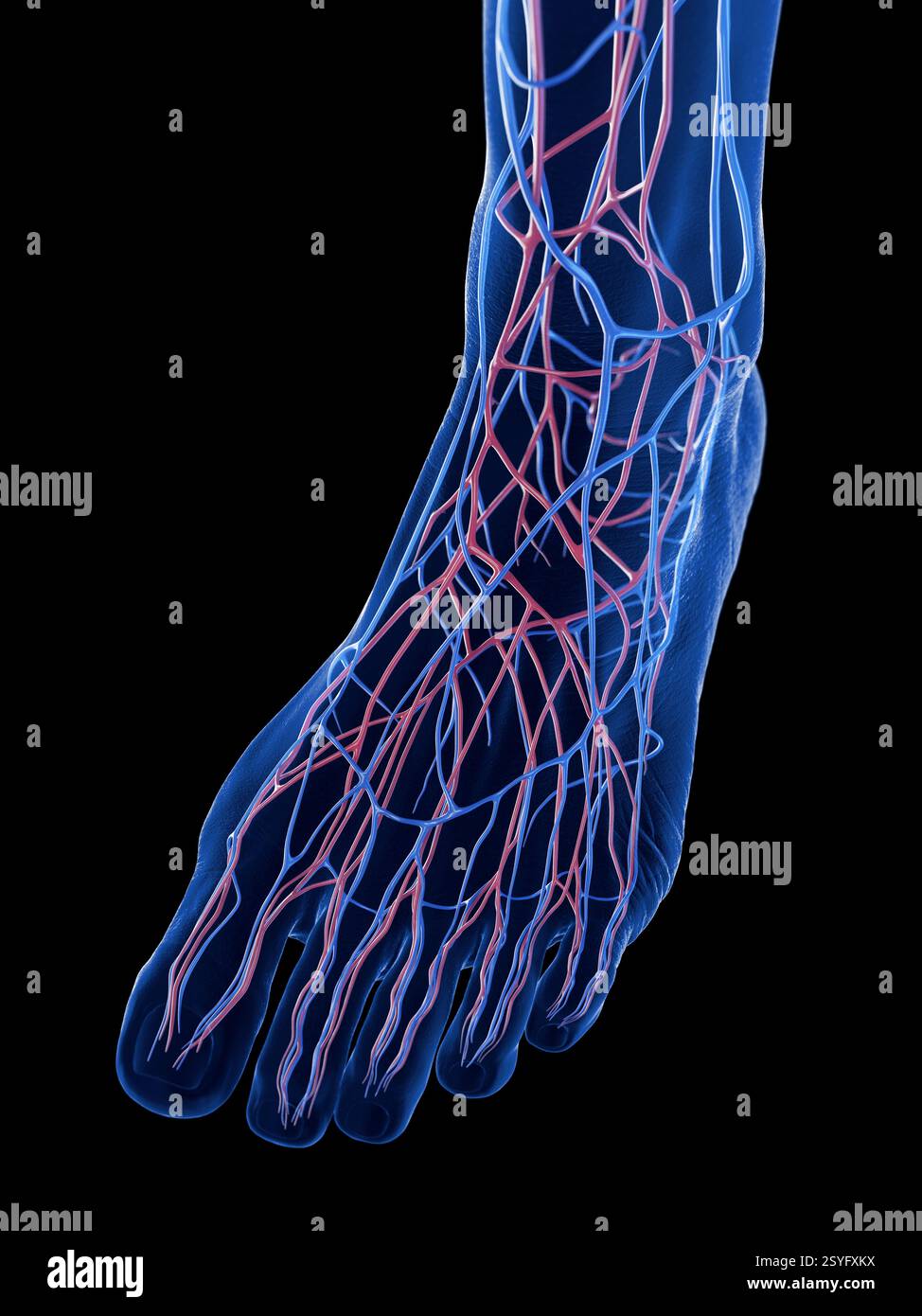 Veins of the foot, illustration Stock Photo - Alamy