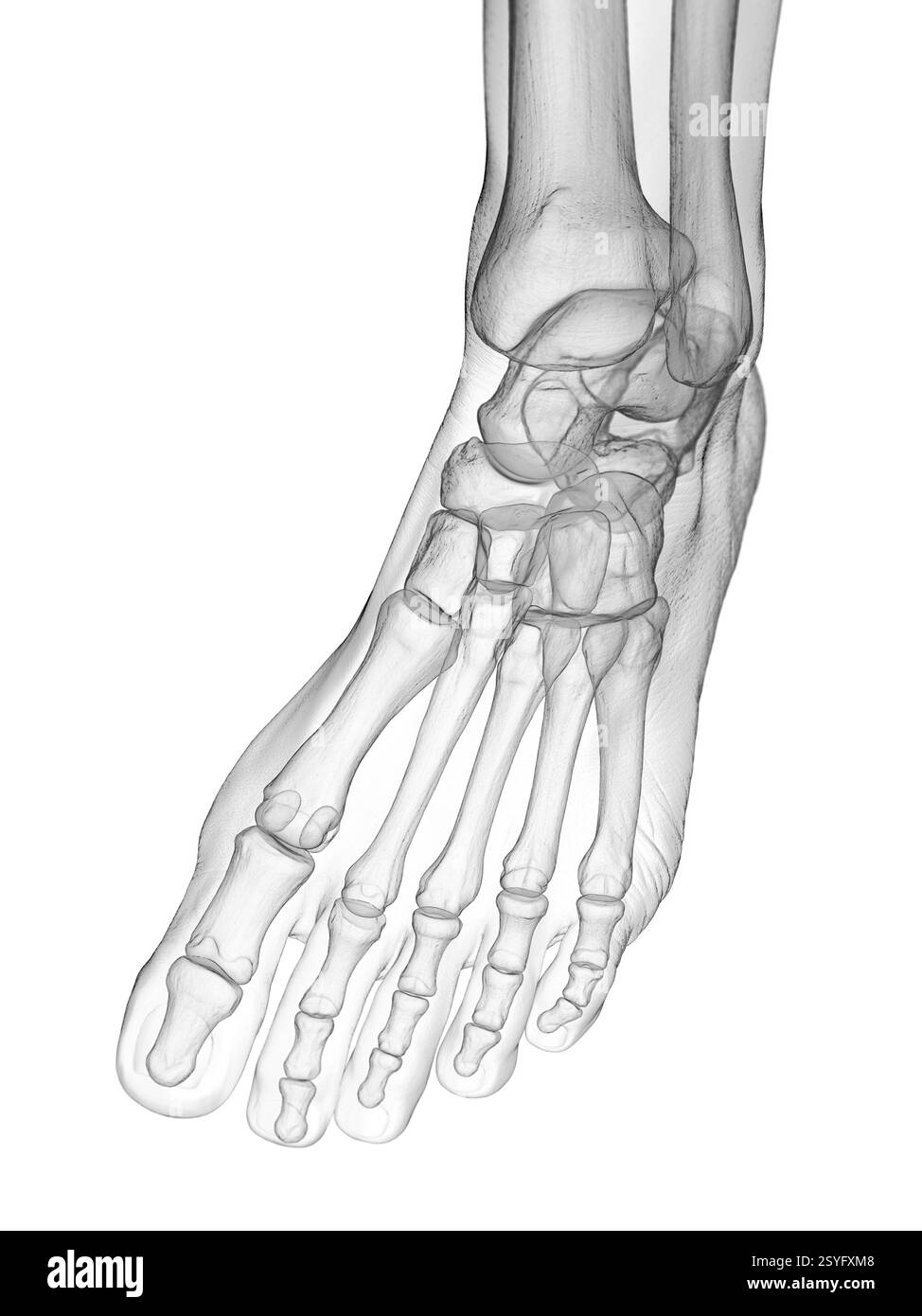 Bones of the foot, illustration Stock Photo - Alamy