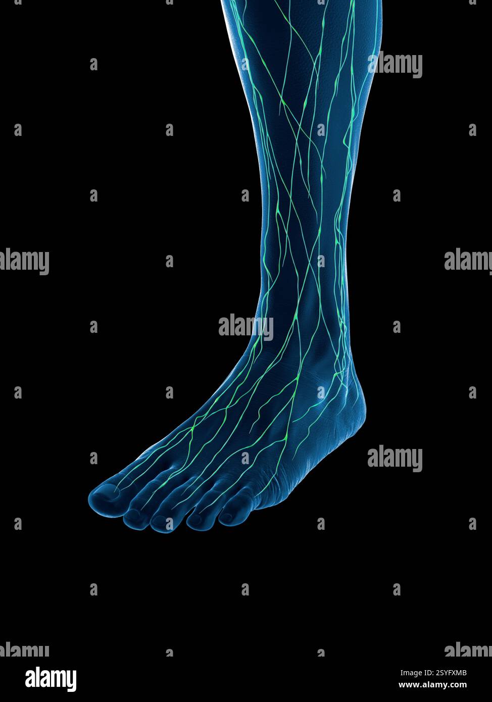 Lymphatics of the foot, illustration Stock Photo - Alamy