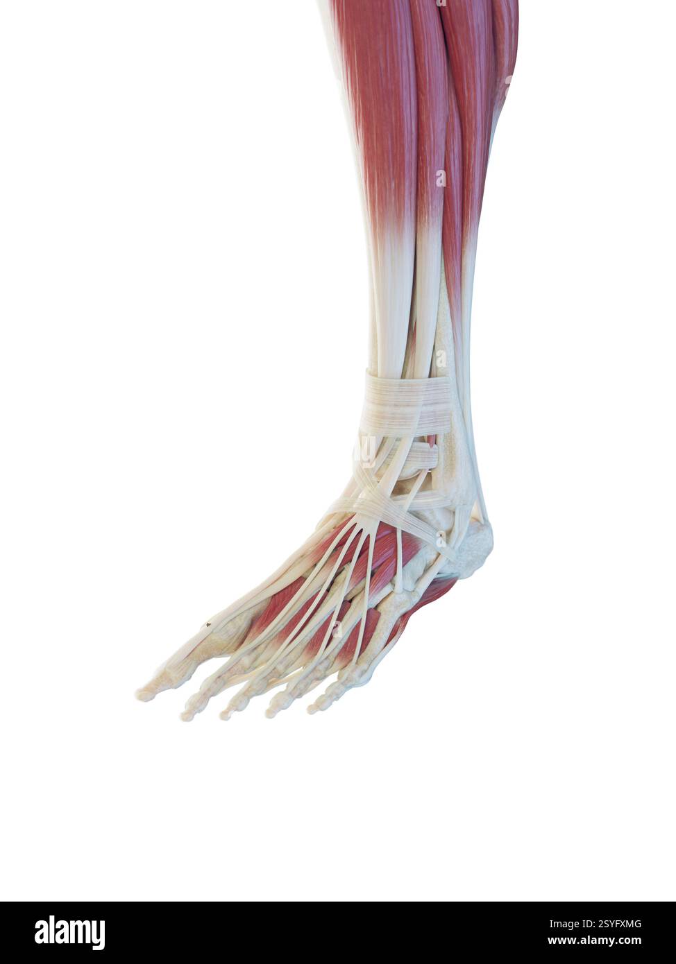 Muscles of the foot, illustration Stock Photo - Alamy