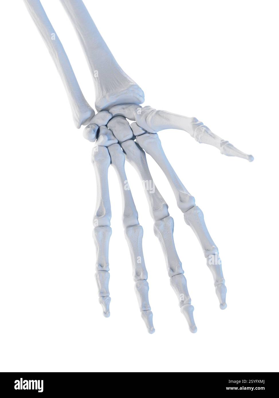 Skeletal hand illustration Cut Out Stock Images & Pictures - Alamy