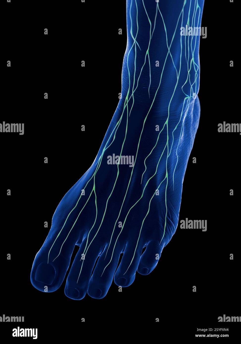 Lymphatics of the foot, illustration Stock Photo - Alamy