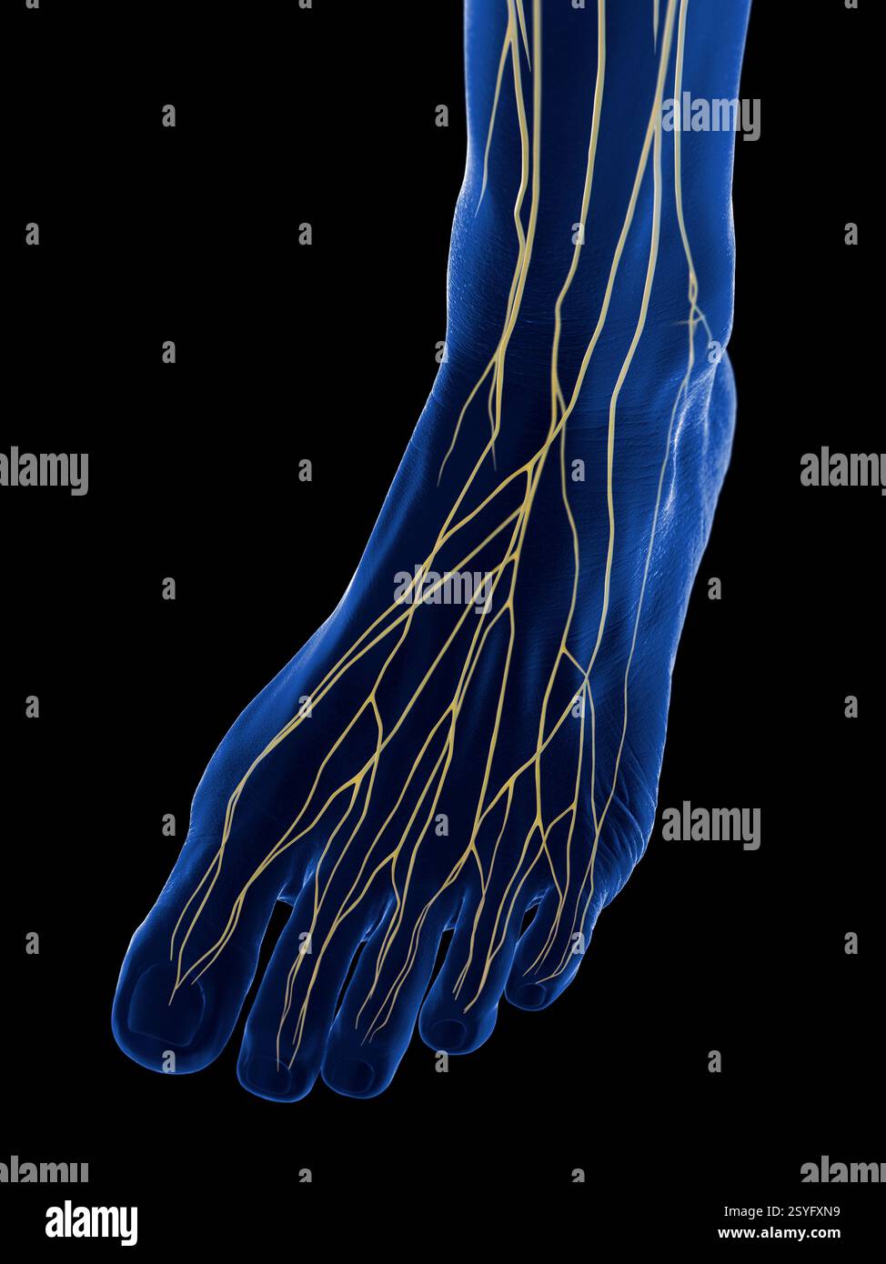 Nerves of the foot, illustration Stock Photo - Alamy
