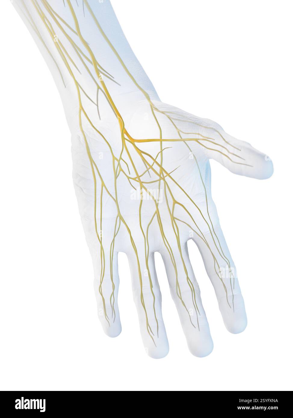 Nerves of the hand, illustration Stock Photo - Alamy
