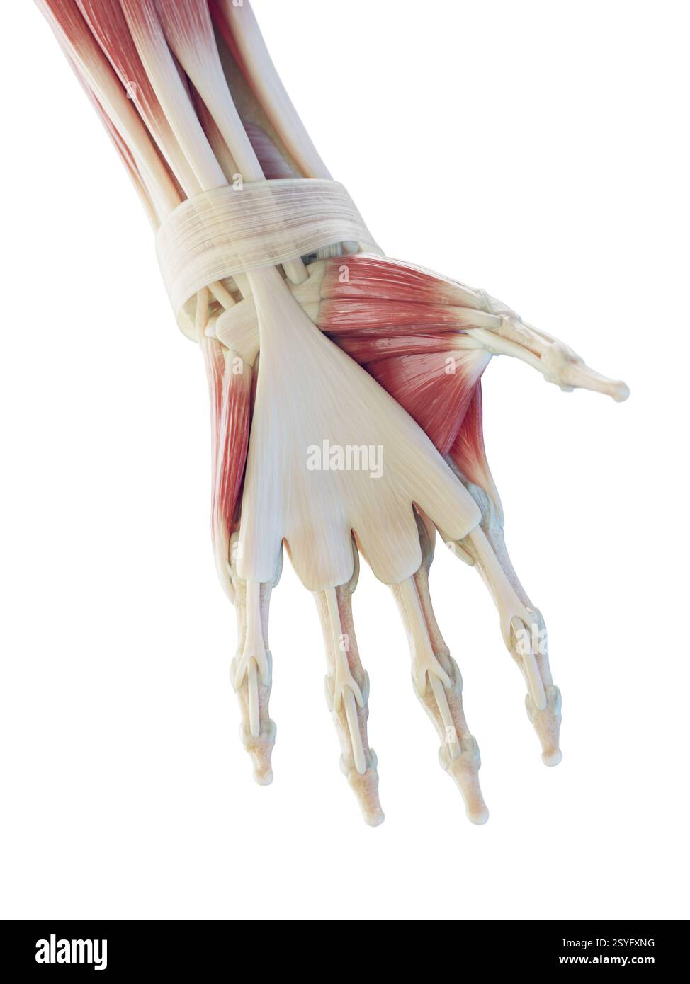 Muscles of the hand, illustration Stock Photo - Alamy