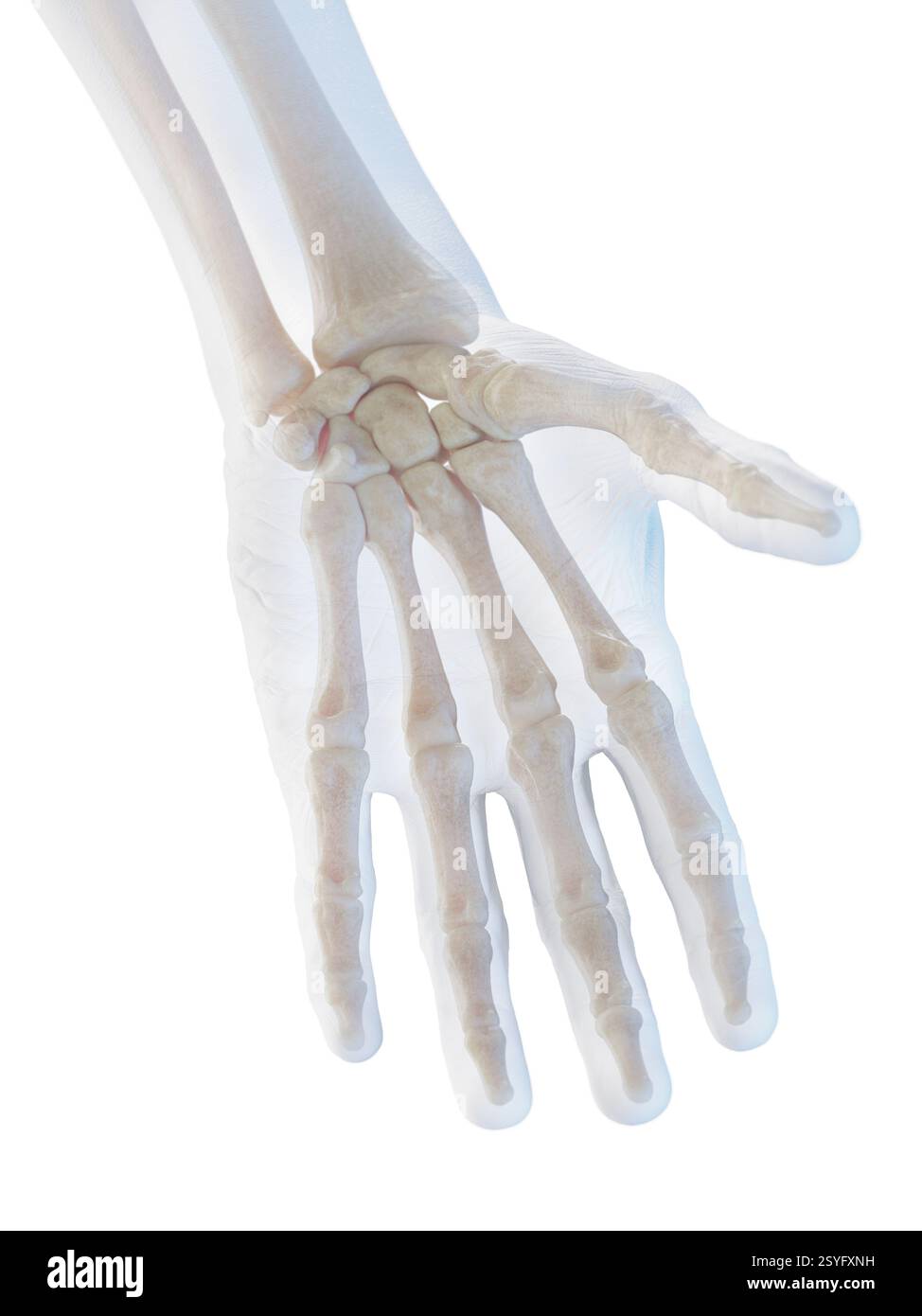 Skeletal hand illustration Cut Out Stock Images & Pictures - Alamy