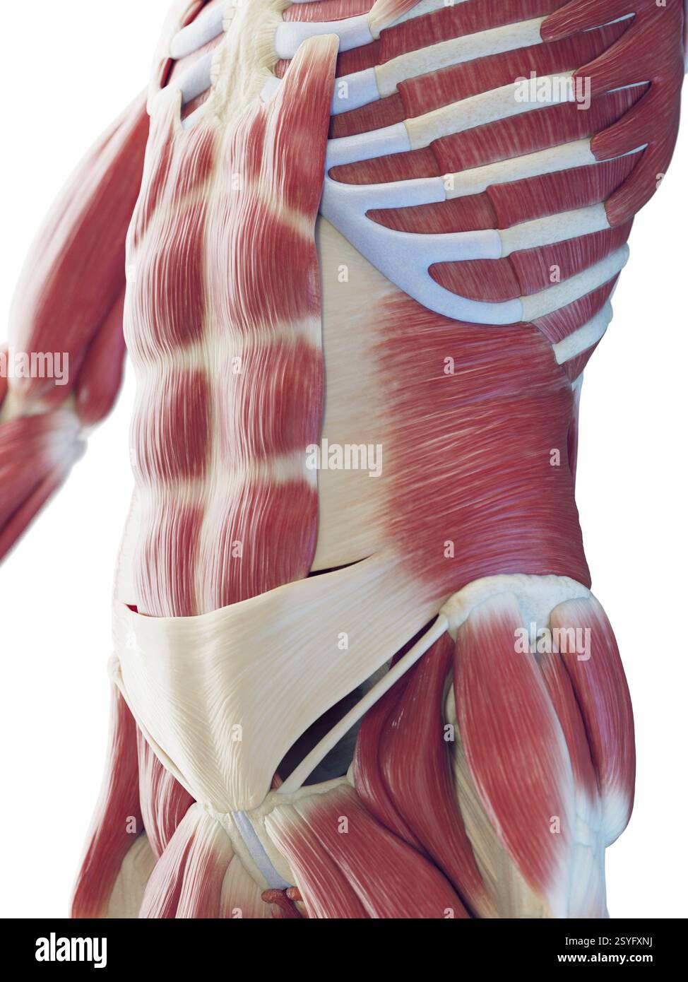 Male abdominal muscles, illustration Stock Photo - Alamy