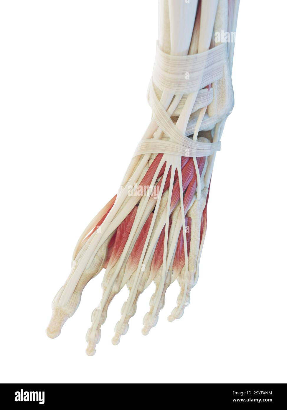 Muscles of the foot, illustration Stock Photo - Alamy