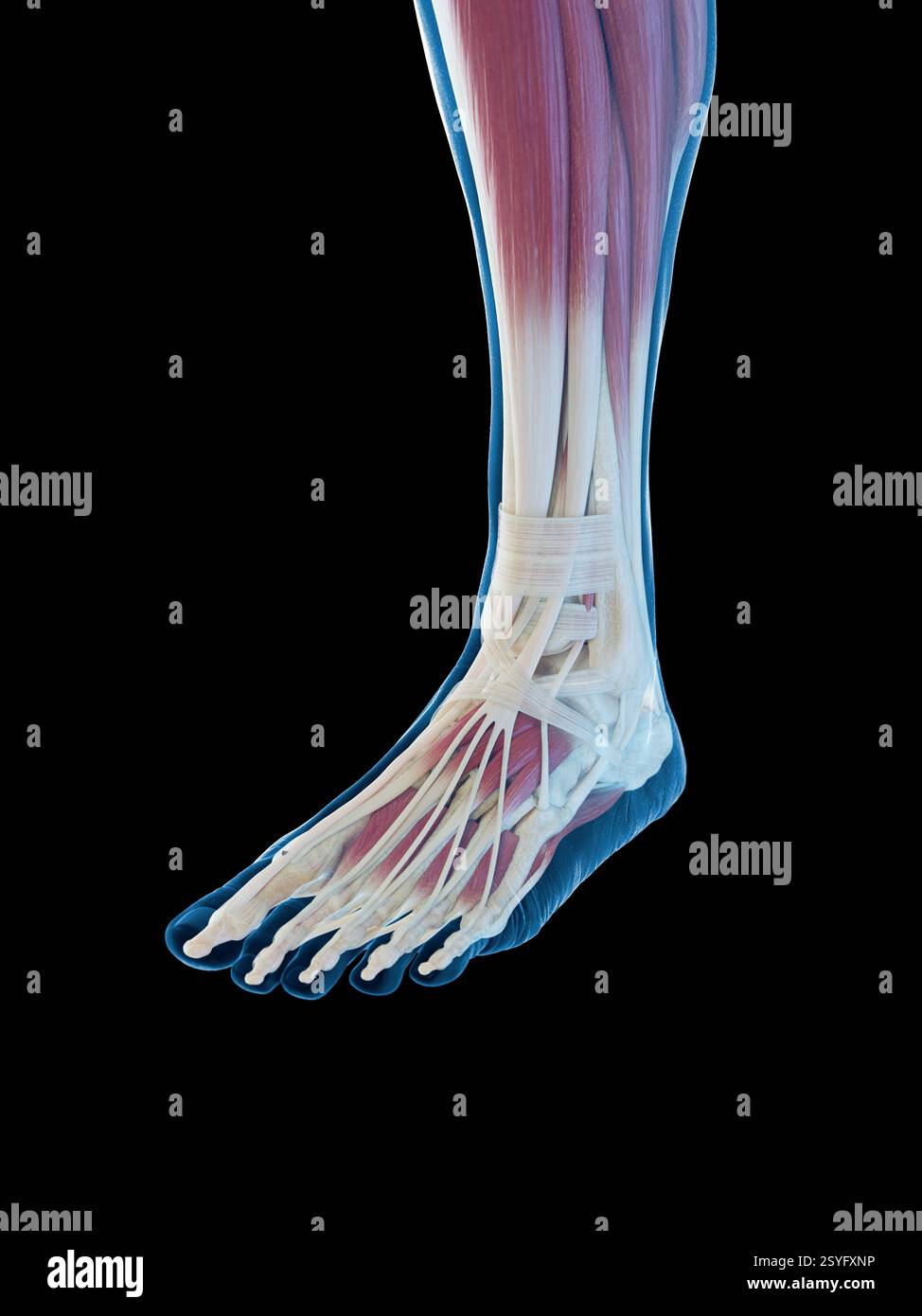 Muscles of the foot, illustration Stock Photo - Alamy