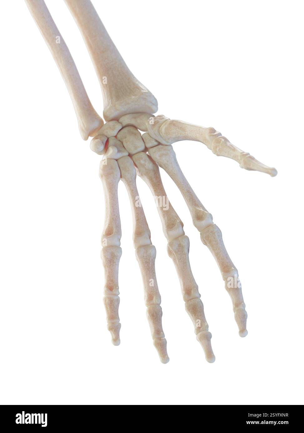 Skeletal hand illustration Cut Out Stock Images & Pictures - Alamy
