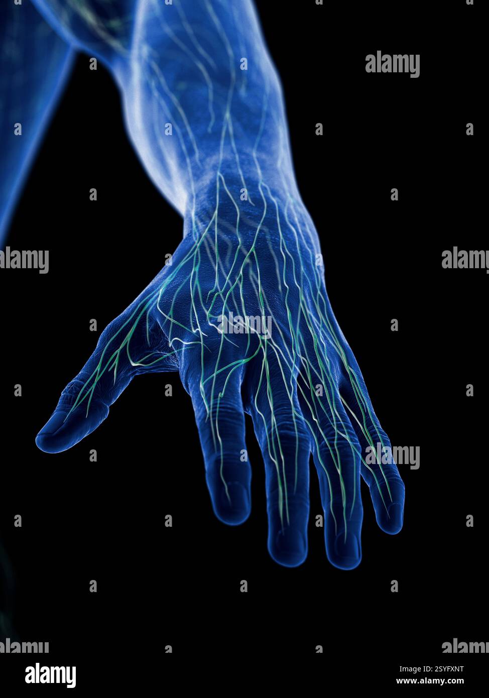 Lymphatics of the hand, illustration Stock Photo - Alamy