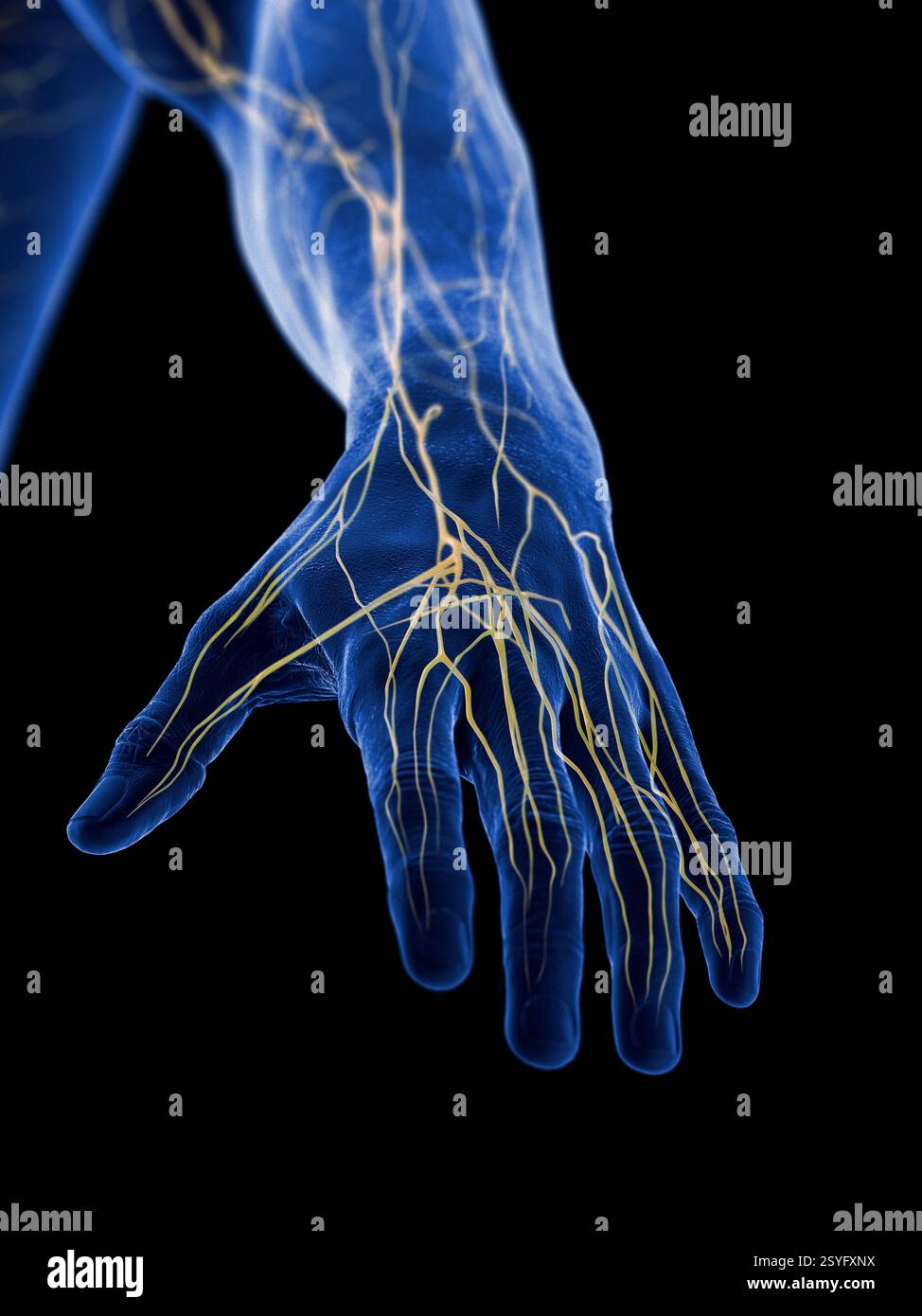 Nerves of the hand, illustration Stock Photo - Alamy