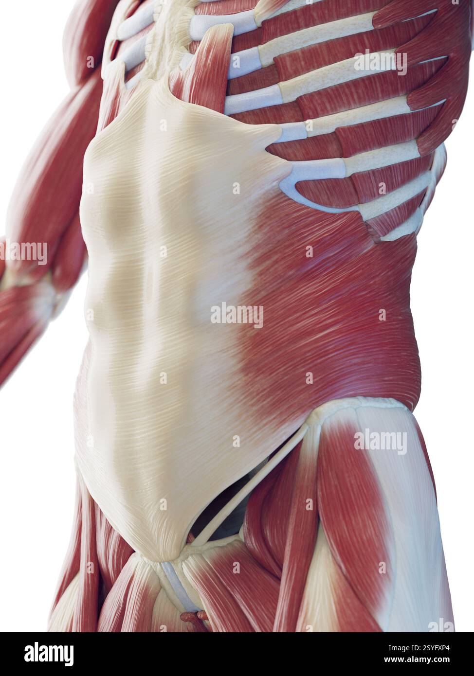 Male abdominal muscles, illustration Stock Photo - Alamy