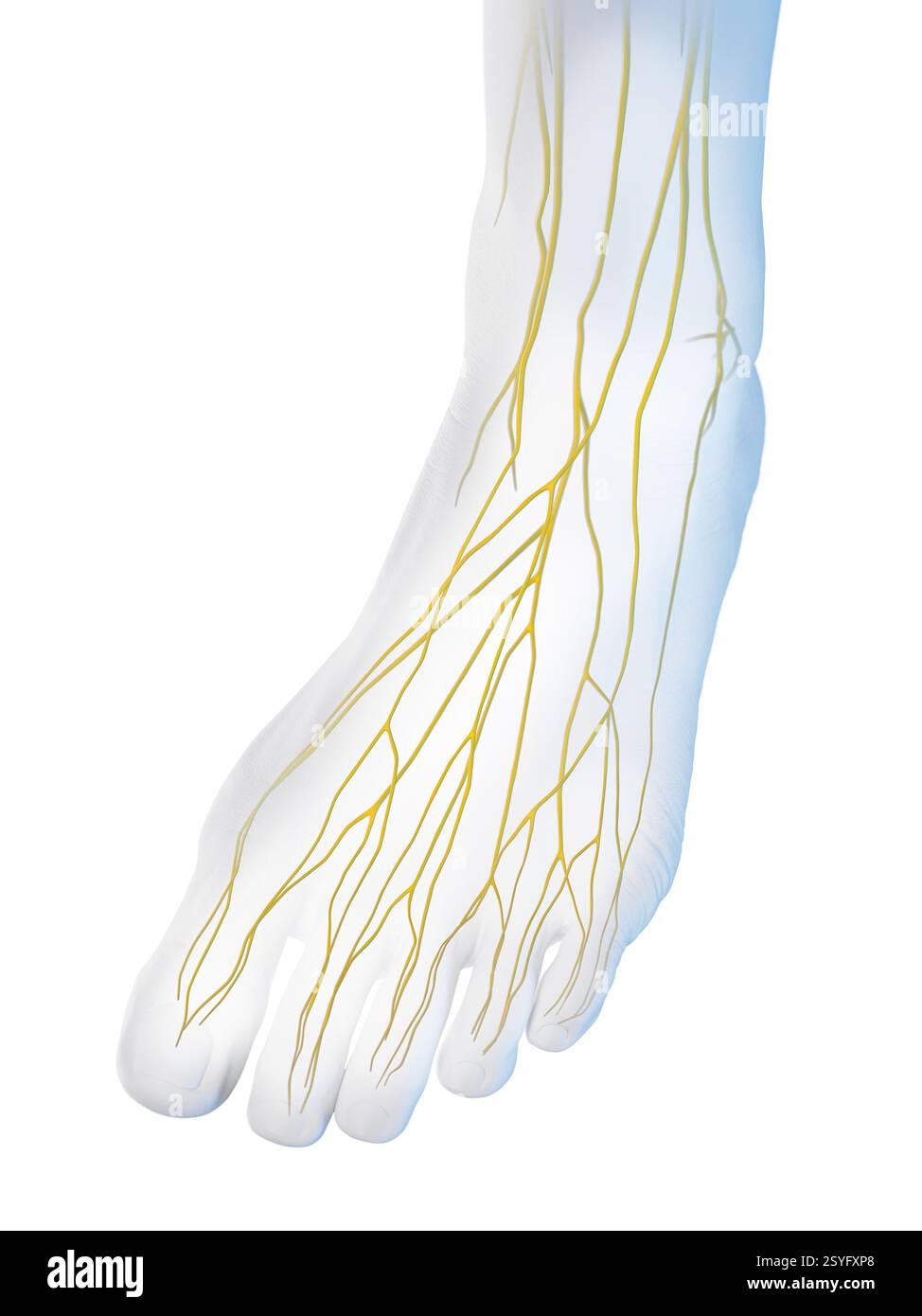 Nerves foot hi-res stock photography and images - Alamy