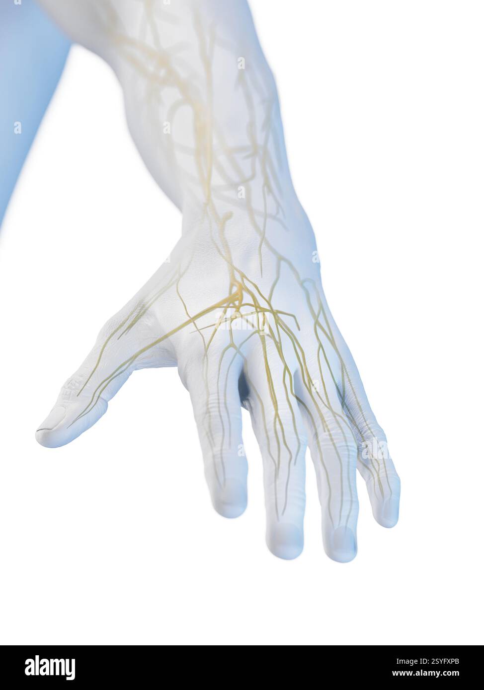 Nerves of the hand, illustration Stock Photo - Alamy