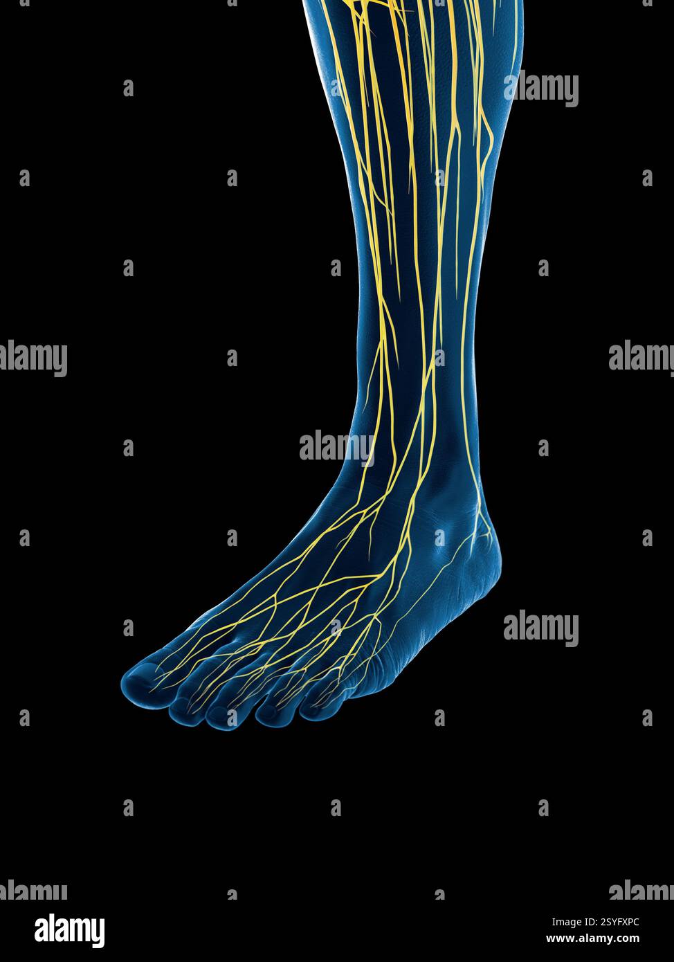 Nerves of the foot, illustration Stock Photo - Alamy