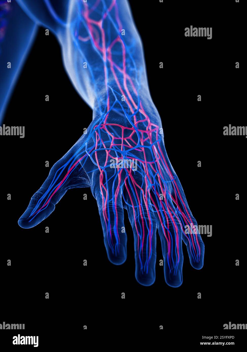 Veins of the hand, illustration Stock Photo - Alamy