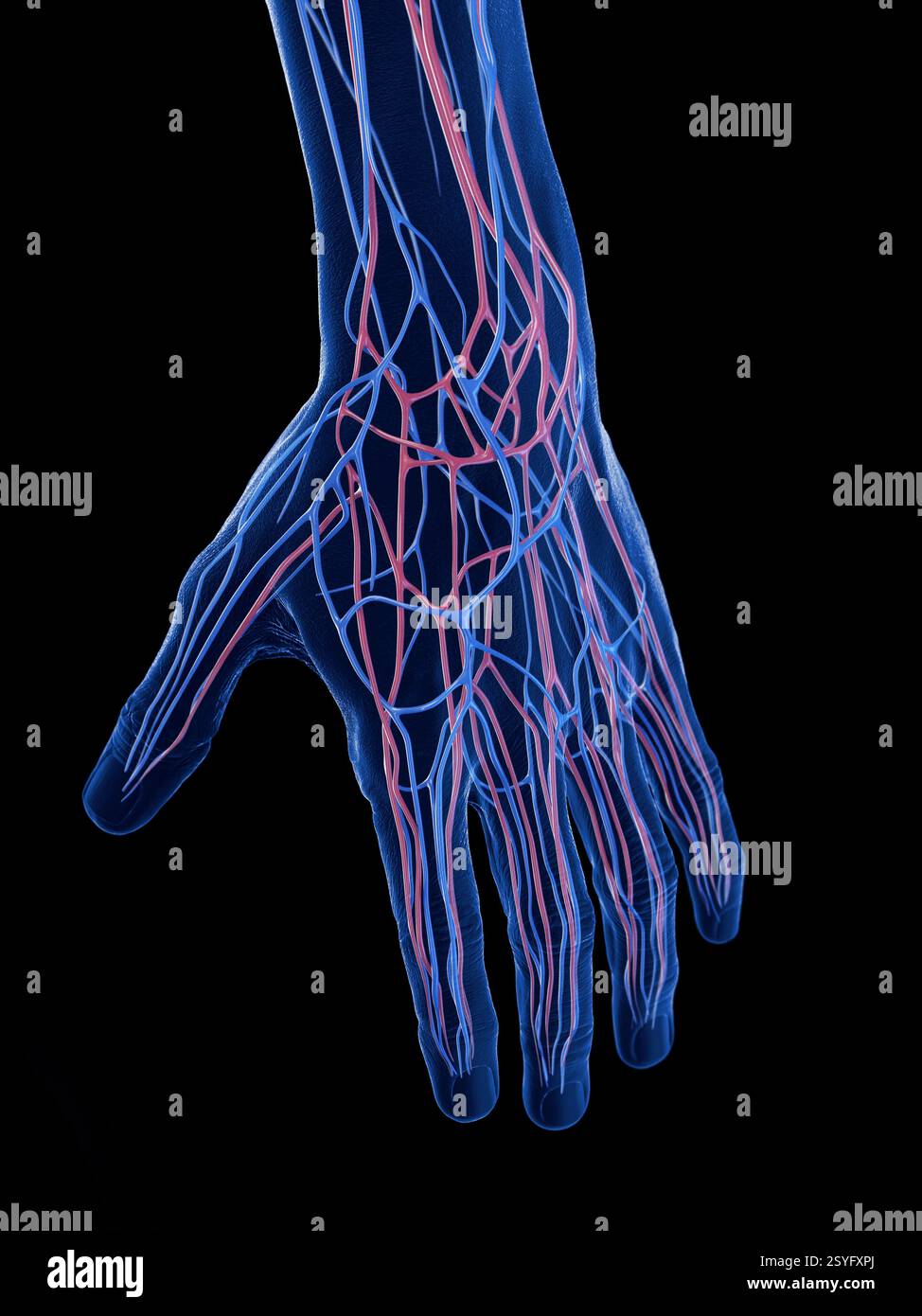 Veins of the hand, illustration Stock Photo - Alamy