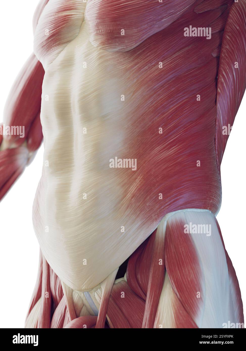 Male abdominal muscles, illustration Stock Photo - Alamy