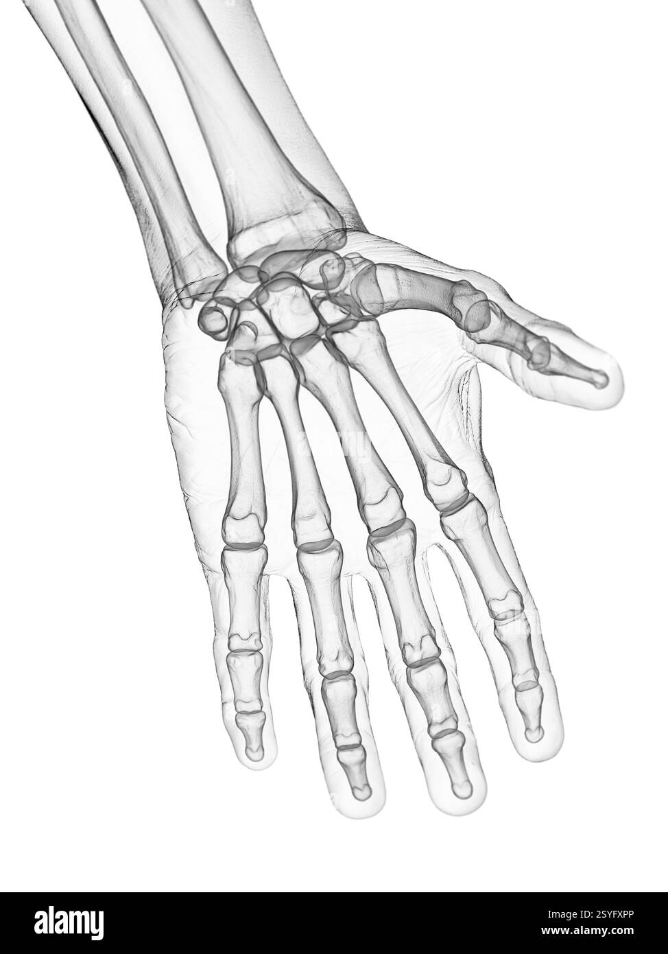 Carpals Black and White Stock Photos & Images - Alamy