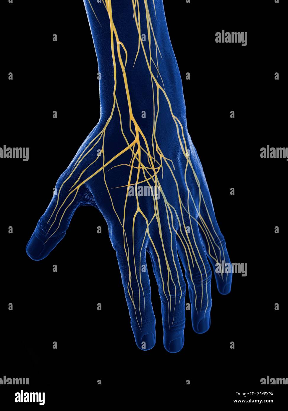 Nerves of the hand, illustration Stock Photo - Alamy