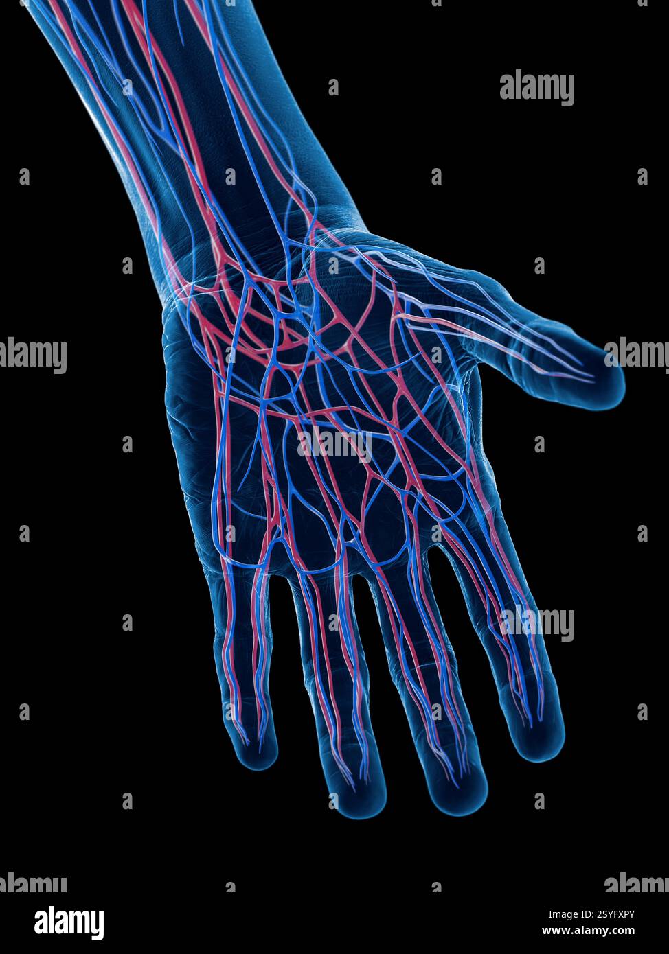 Veins of the hand, illustration Stock Photo - Alamy