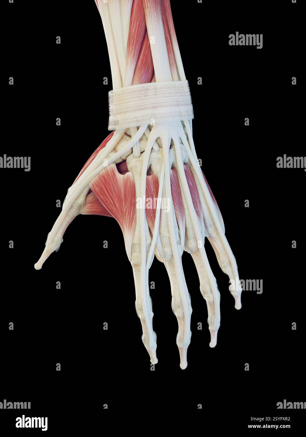 Muscles of the hand, illustration Stock Photo - Alamy