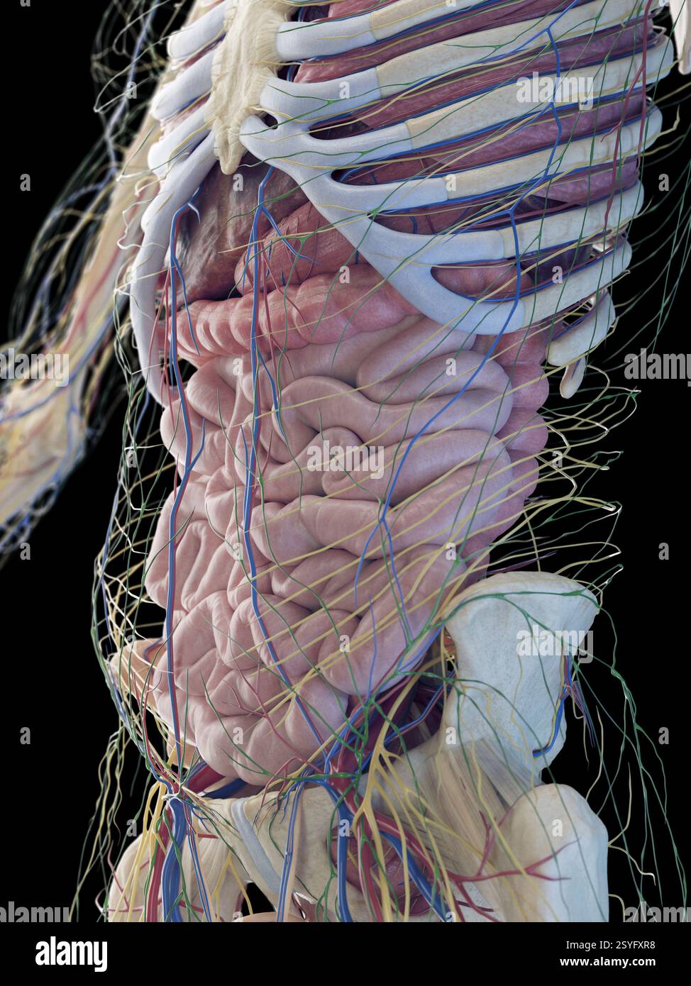 Male abdominal organs, illustration Stock Photo - Alamy