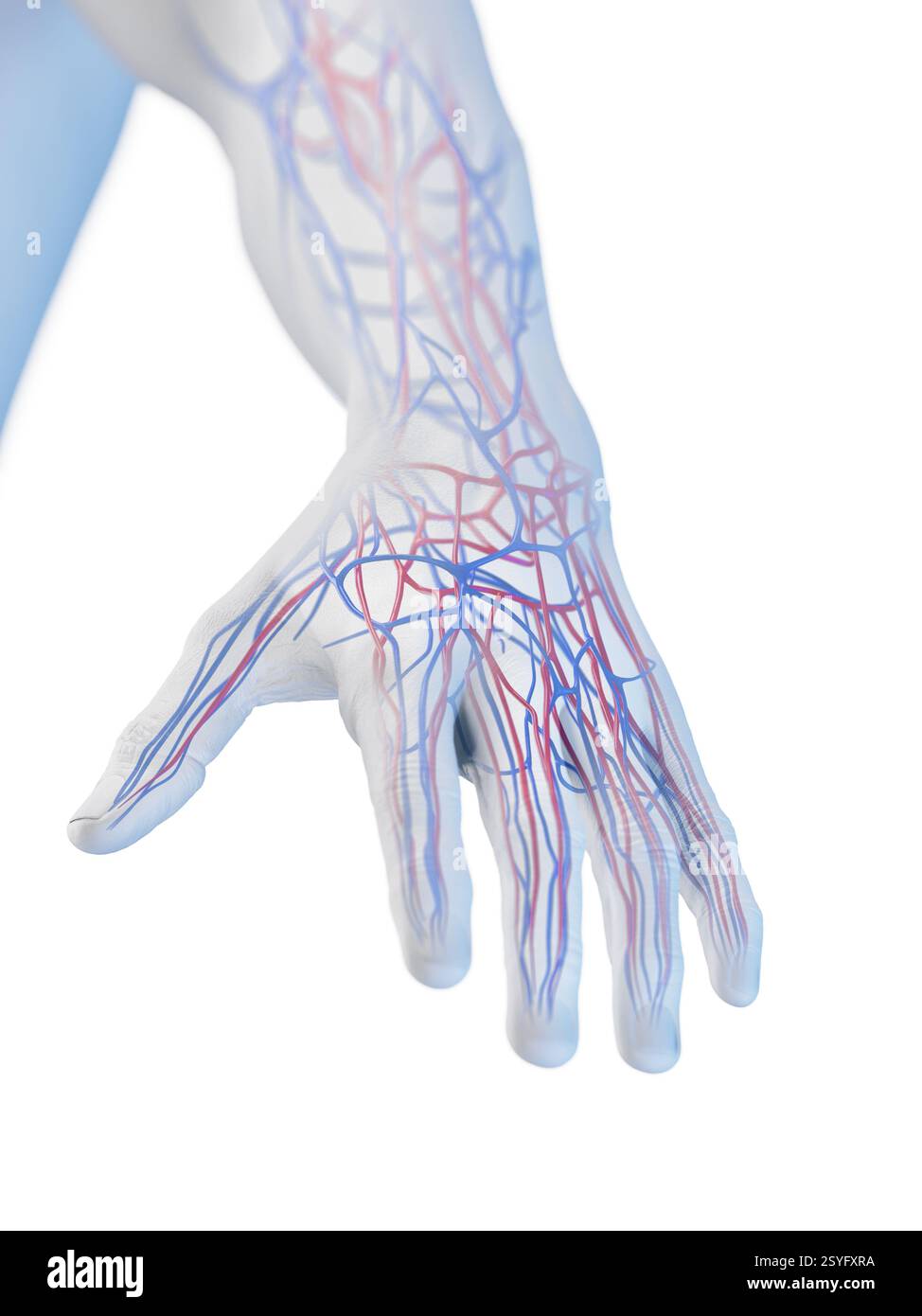 Veins of the hand, illustration Stock Photo - Alamy