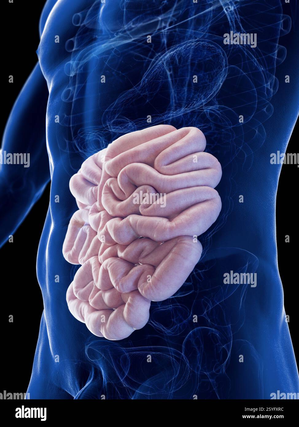 Male small intestine, illustration Stock Photo - Alamy