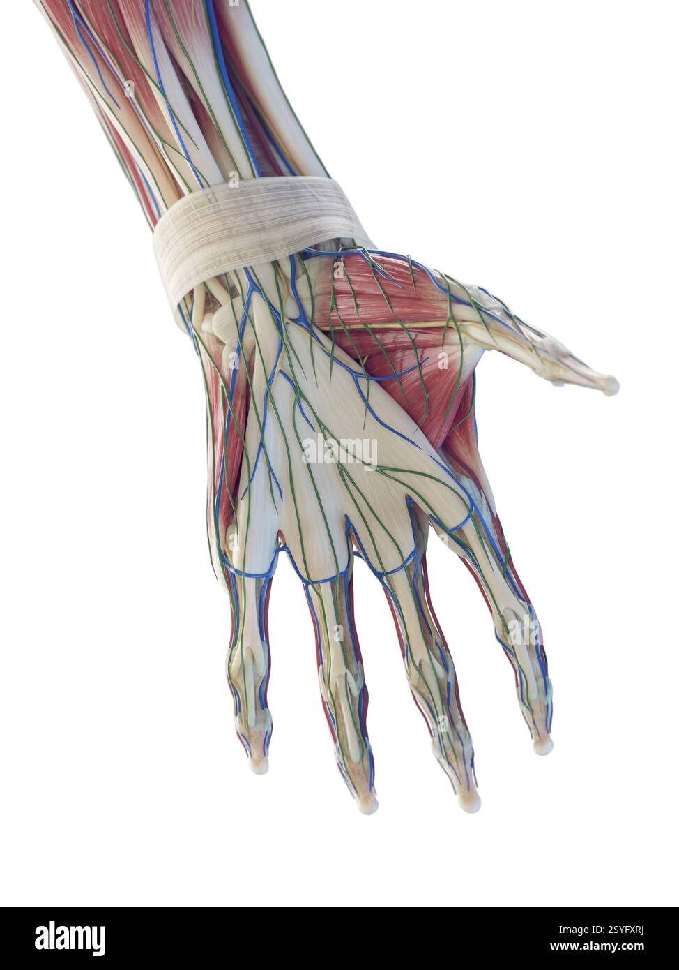 Structure of the hand, illustration Stock Photo - Alamy