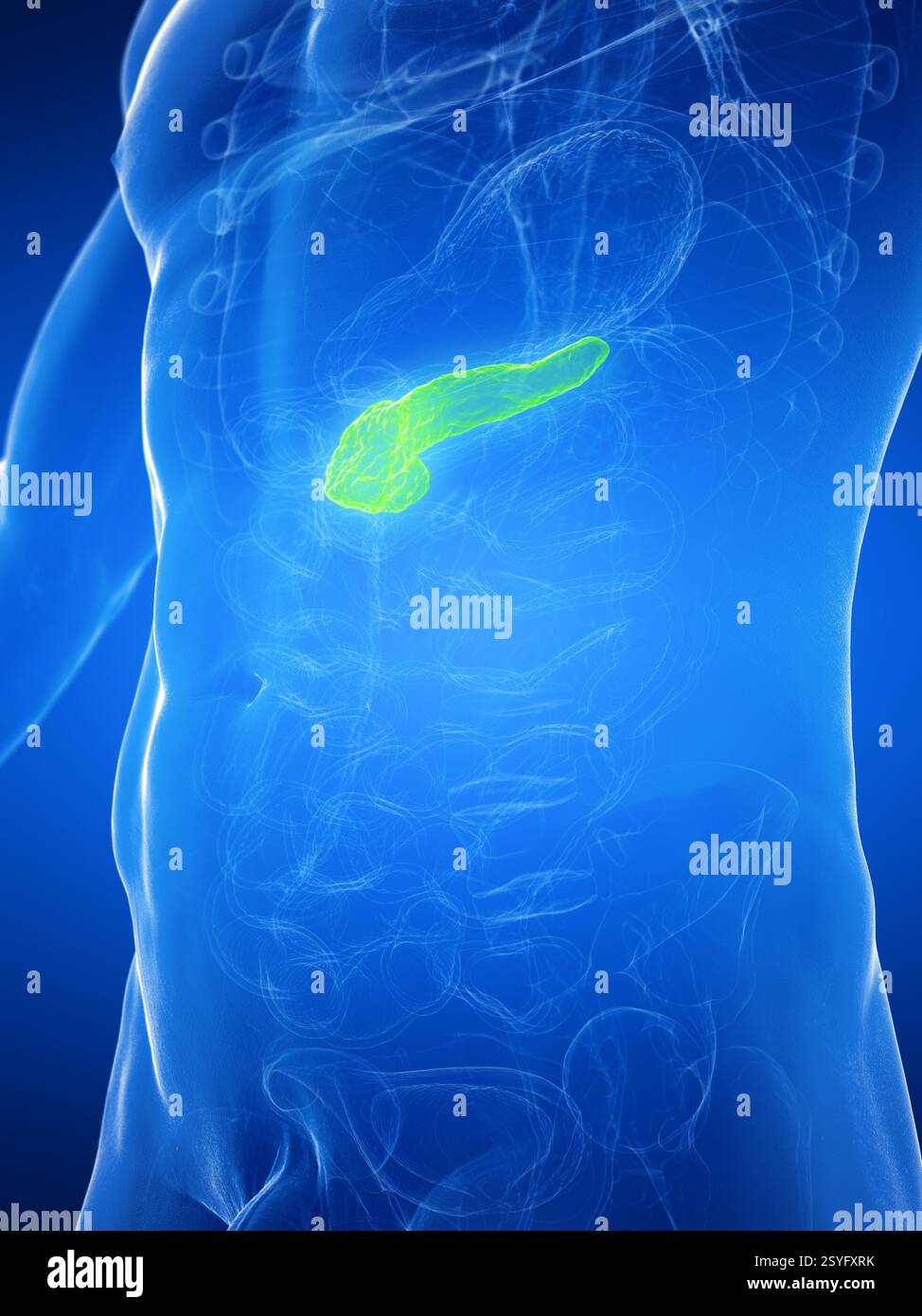 Male pancreas, illustration Stock Photo - Alamy