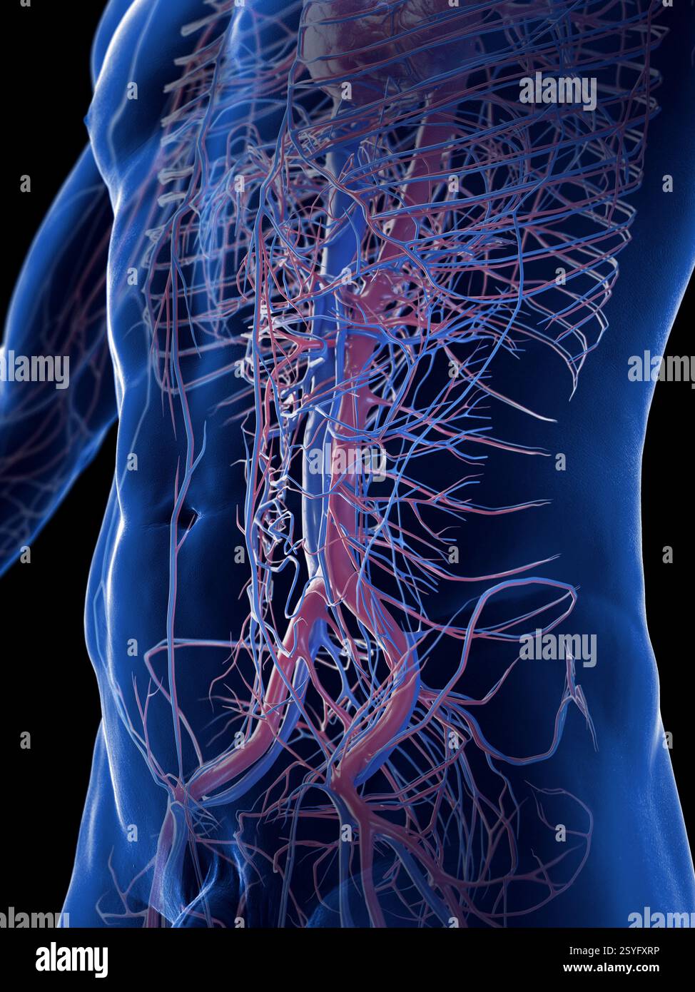 Male vascular system, illustration Stock Photo - Alamy