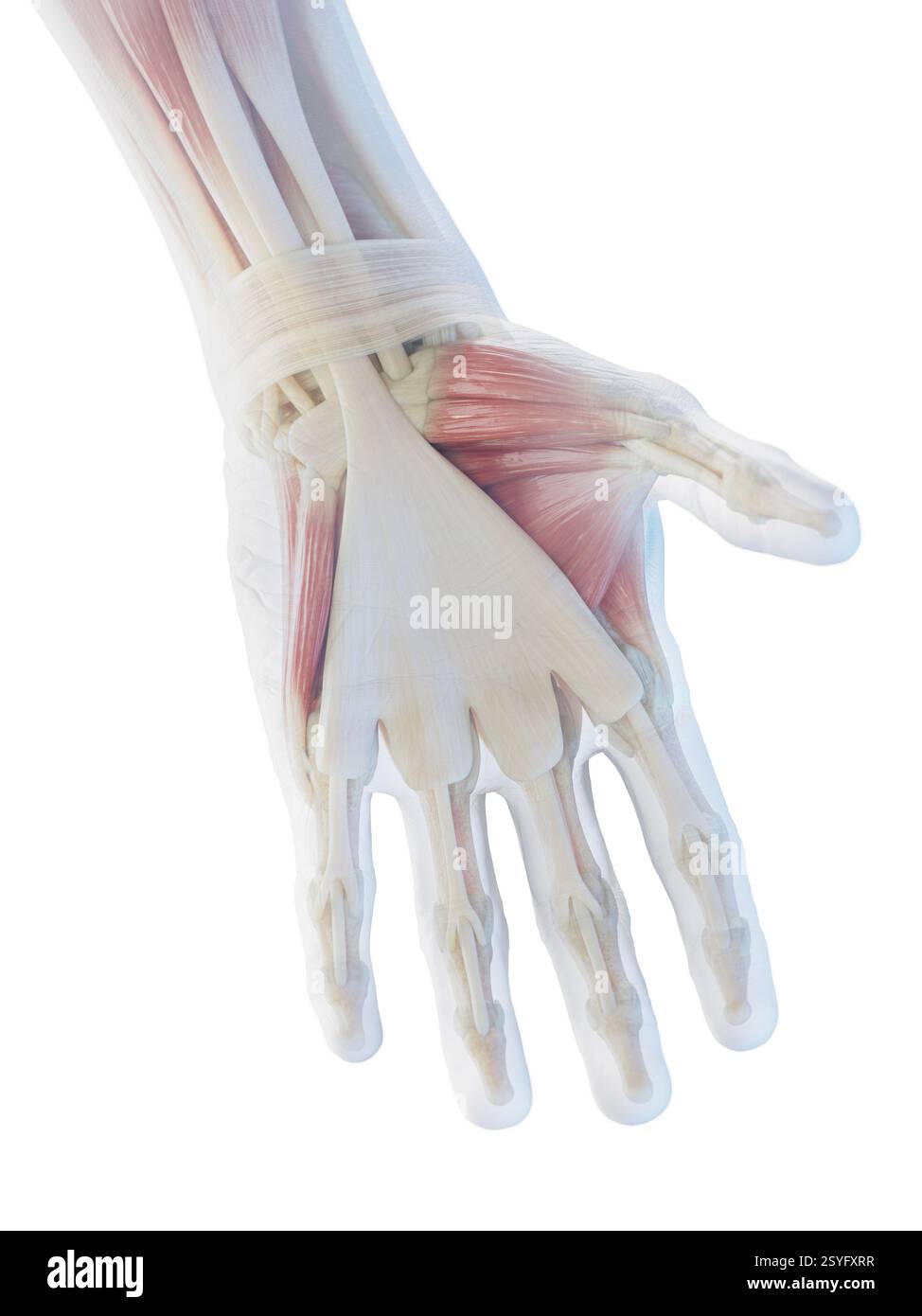 Muscles of the hand, illustration Stock Photo - Alamy