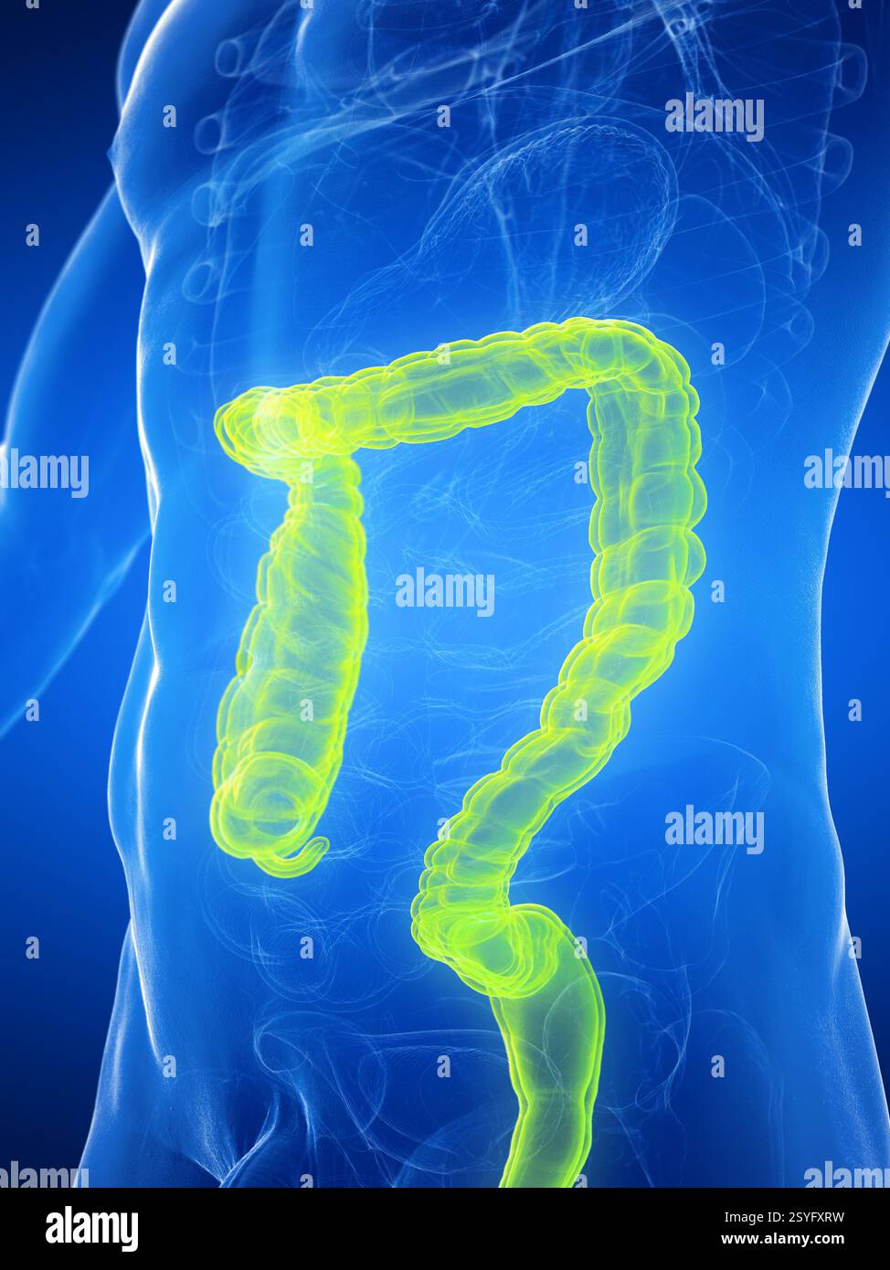 Male large intestines, illustration Stock Photo - Alamy