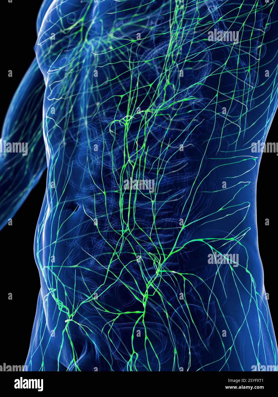 Male lymphatic system, illustration Stock Photo - Alamy